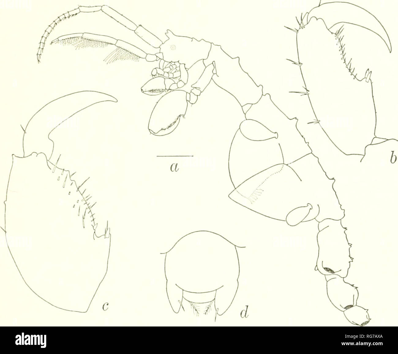 Caprella septentrionalis hi-res stock photography and images - Alamy