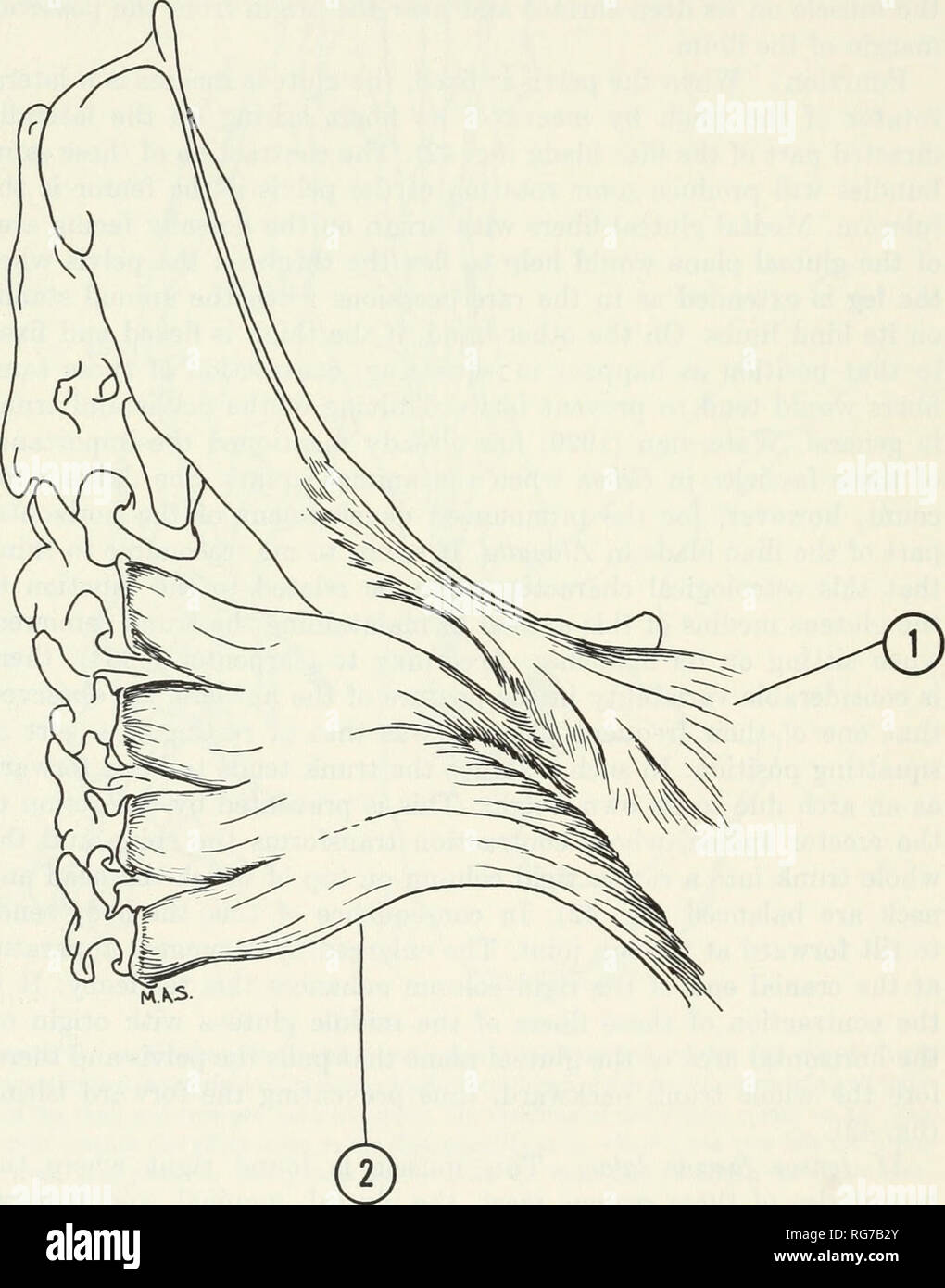 Human tensor fascia latae muscles hi-res stock photography and images ...