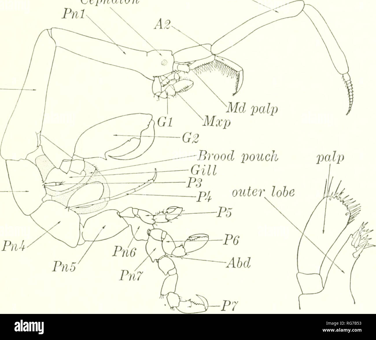 Caprellidae hi-res stock photography and images - Alamy