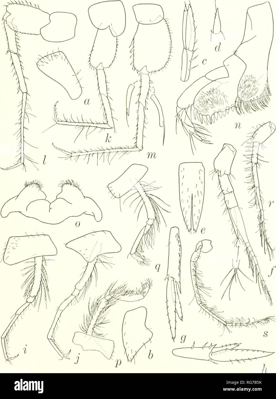 . Bulletin - United States National Museum. Science. GAMMARIDEAN ...