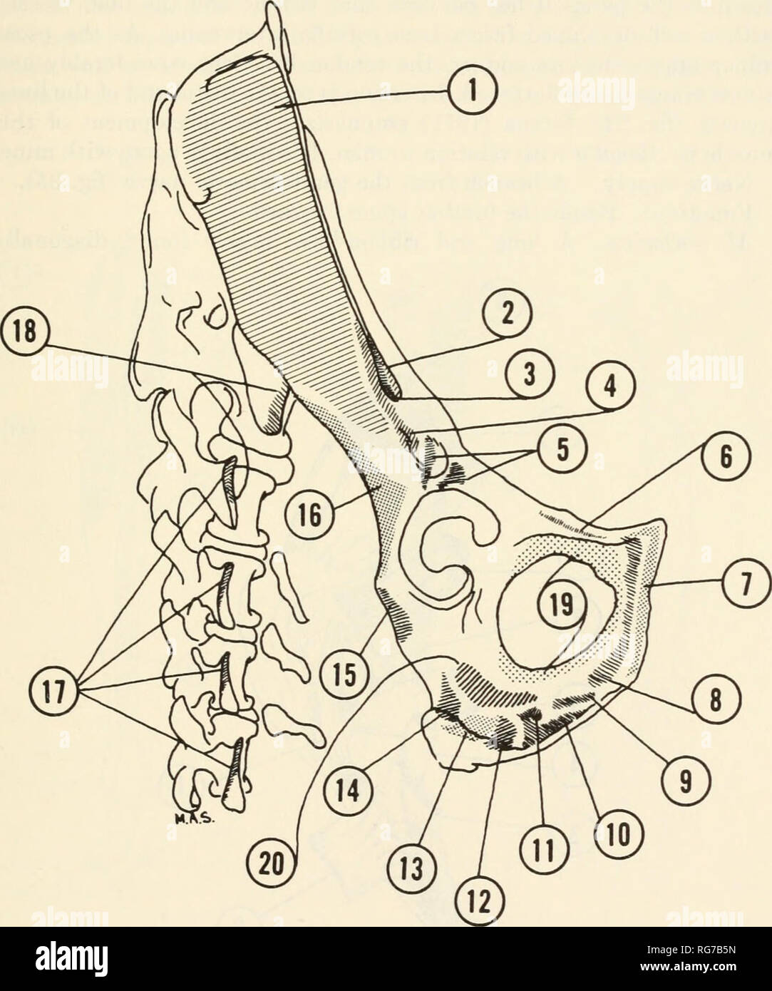 . Bulletin - United States National Museum. Science. MUSCULAR SYSTEM OF ...