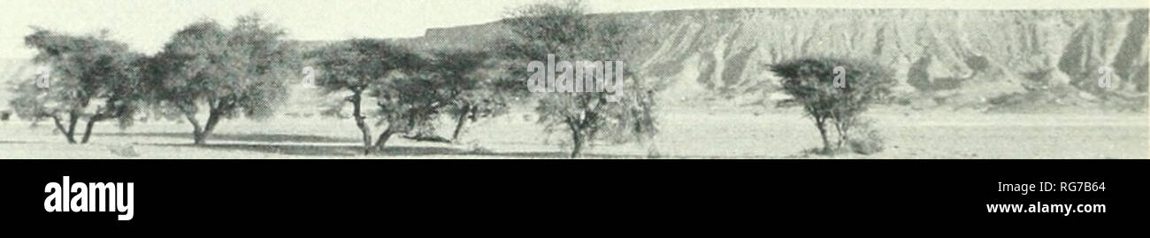 Meriones crassus hi-res stock photography and images - Alamy