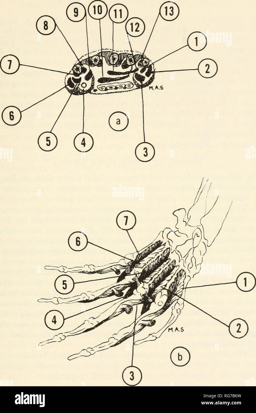 . Bulletin - United States National Museum. Science. Figure 33 ...