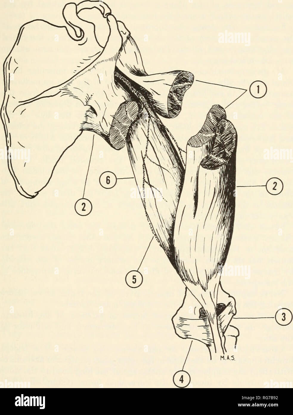 Caput laterale hi-res stock photography and images - Alamy