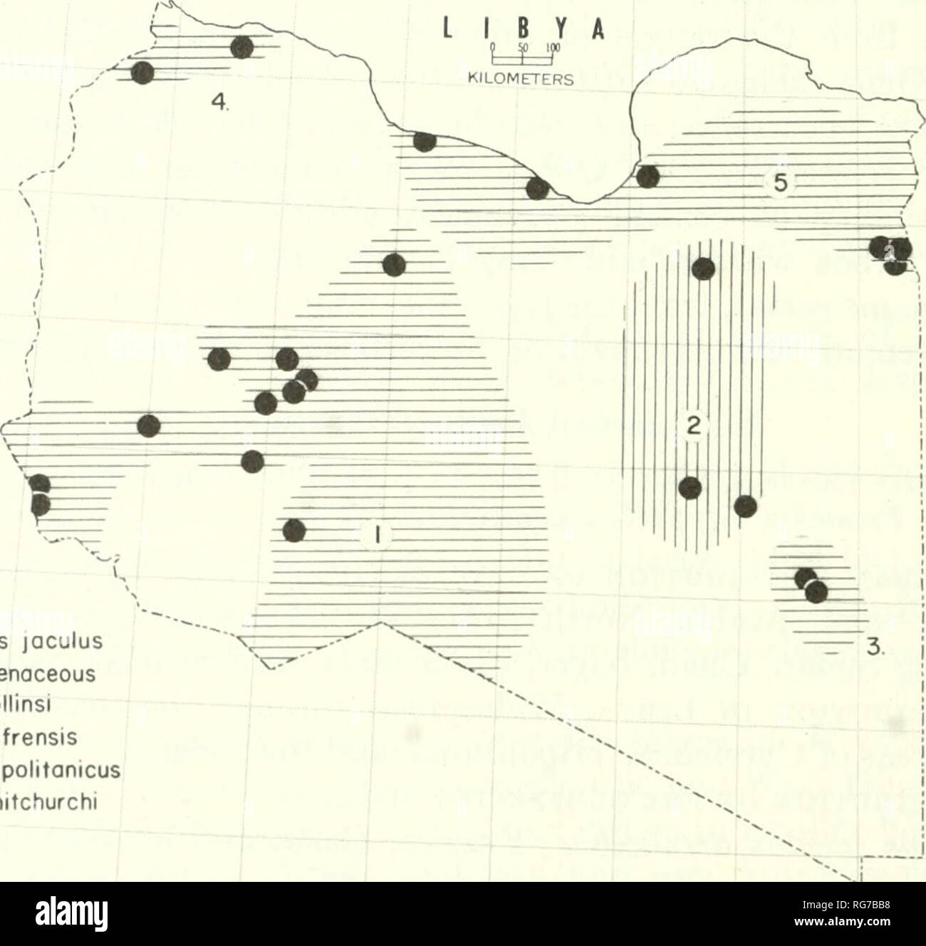 El mechili hi-res stock photography and images - Alamy