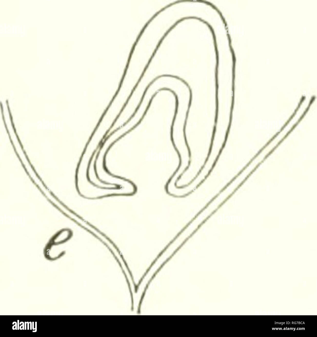 . Bulletin - United States National Museum. Science. Figure 101 ...