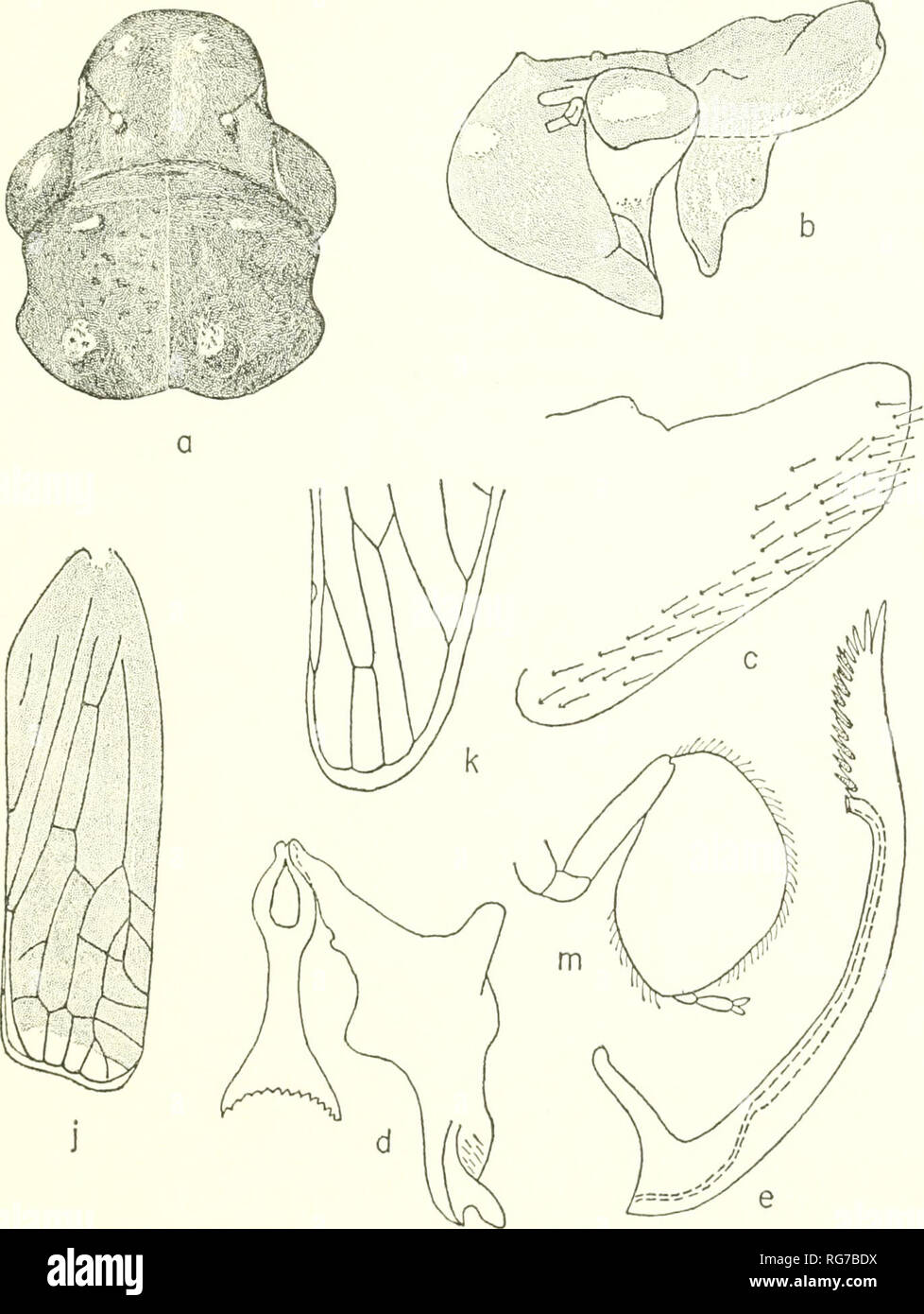 Strongly convex disc hi-res stock photography and images - Alamy