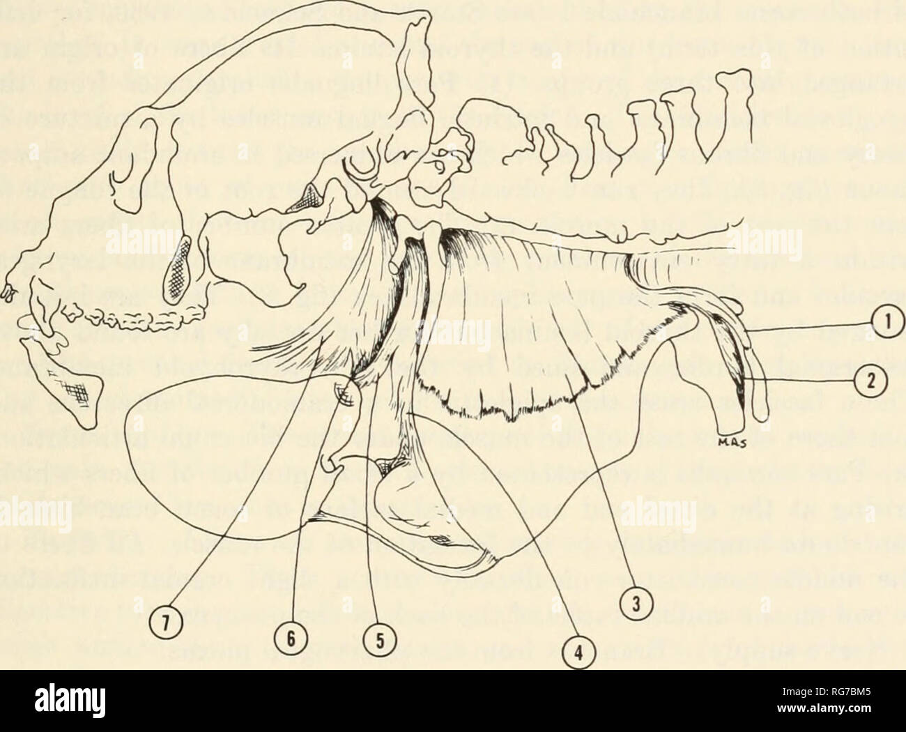 . Bulletin - United States National Museum. Science. MUSCULAR SYSTEM OF ...