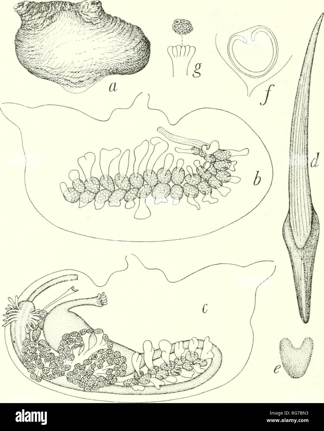 Pyura hi-res stock photography and images - Alamy