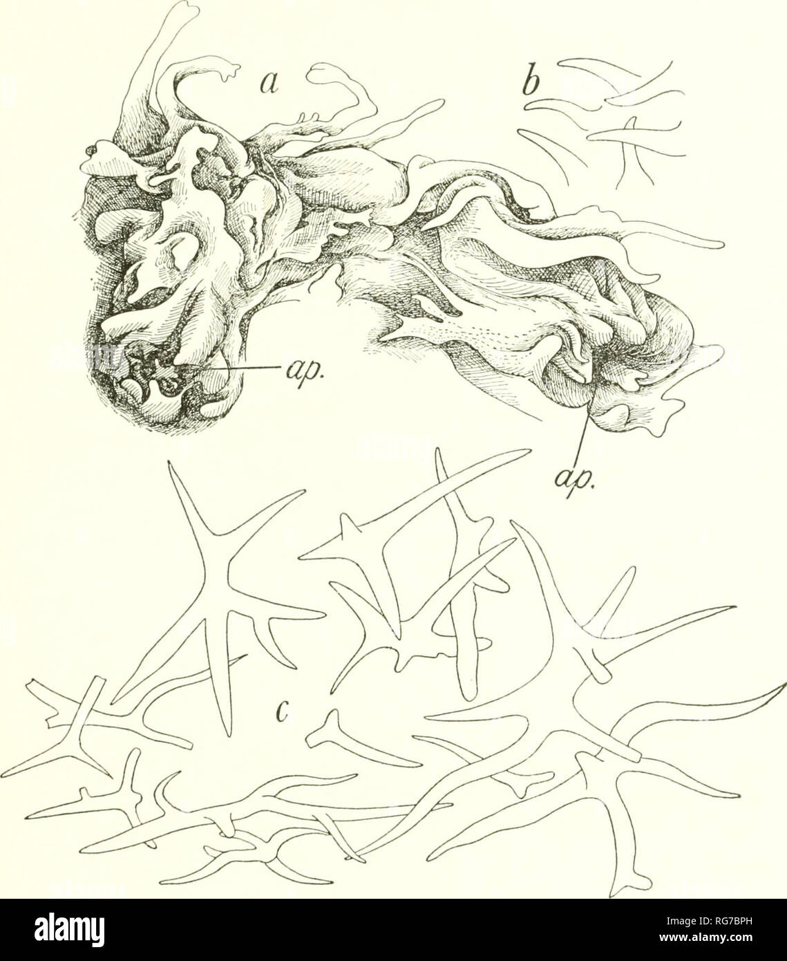 . Bulletin - United States National Museum. Science. PACIFIC TUNICATA ...