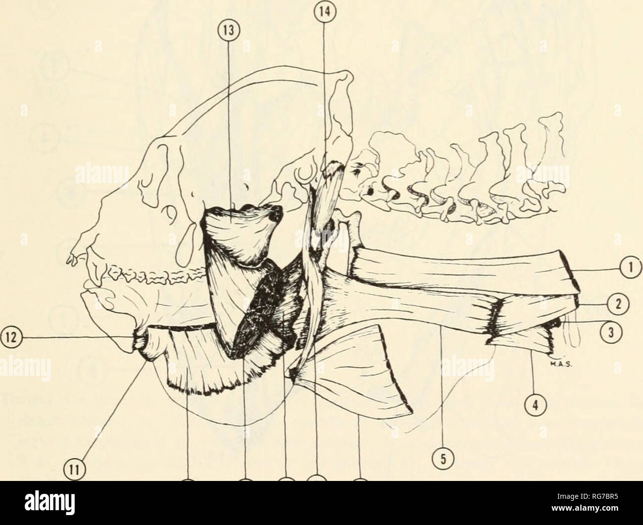 Lateral pterygoid hi-res stock photography and images - Alamy