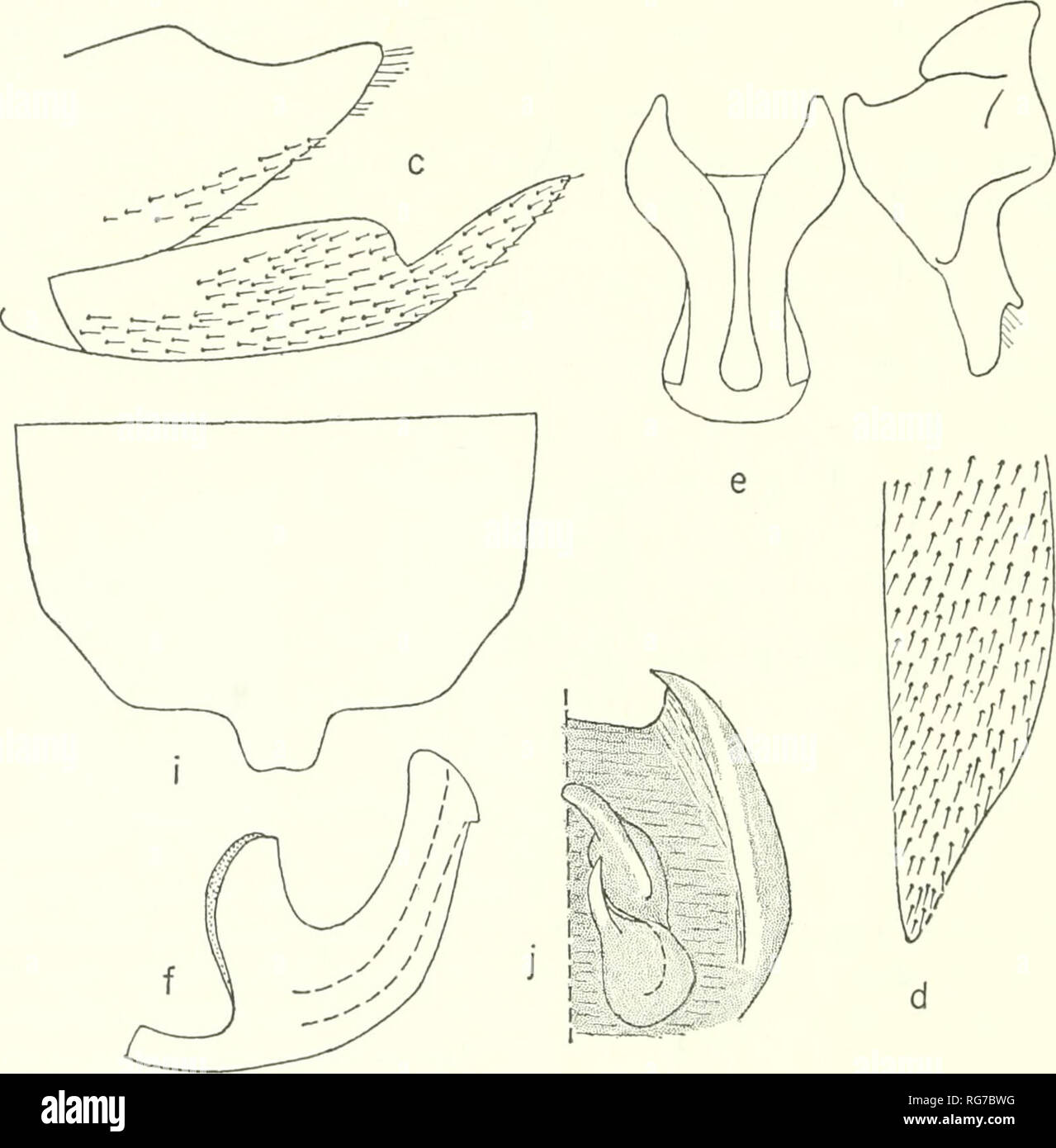 Ciccus hi-res stock photography and images - Alamy