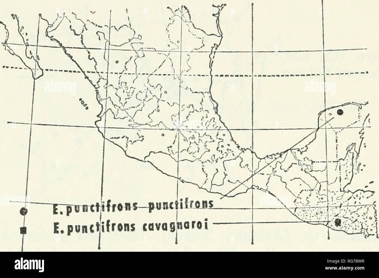 Black patch on thorax hi-res stock photography and images - Alamy