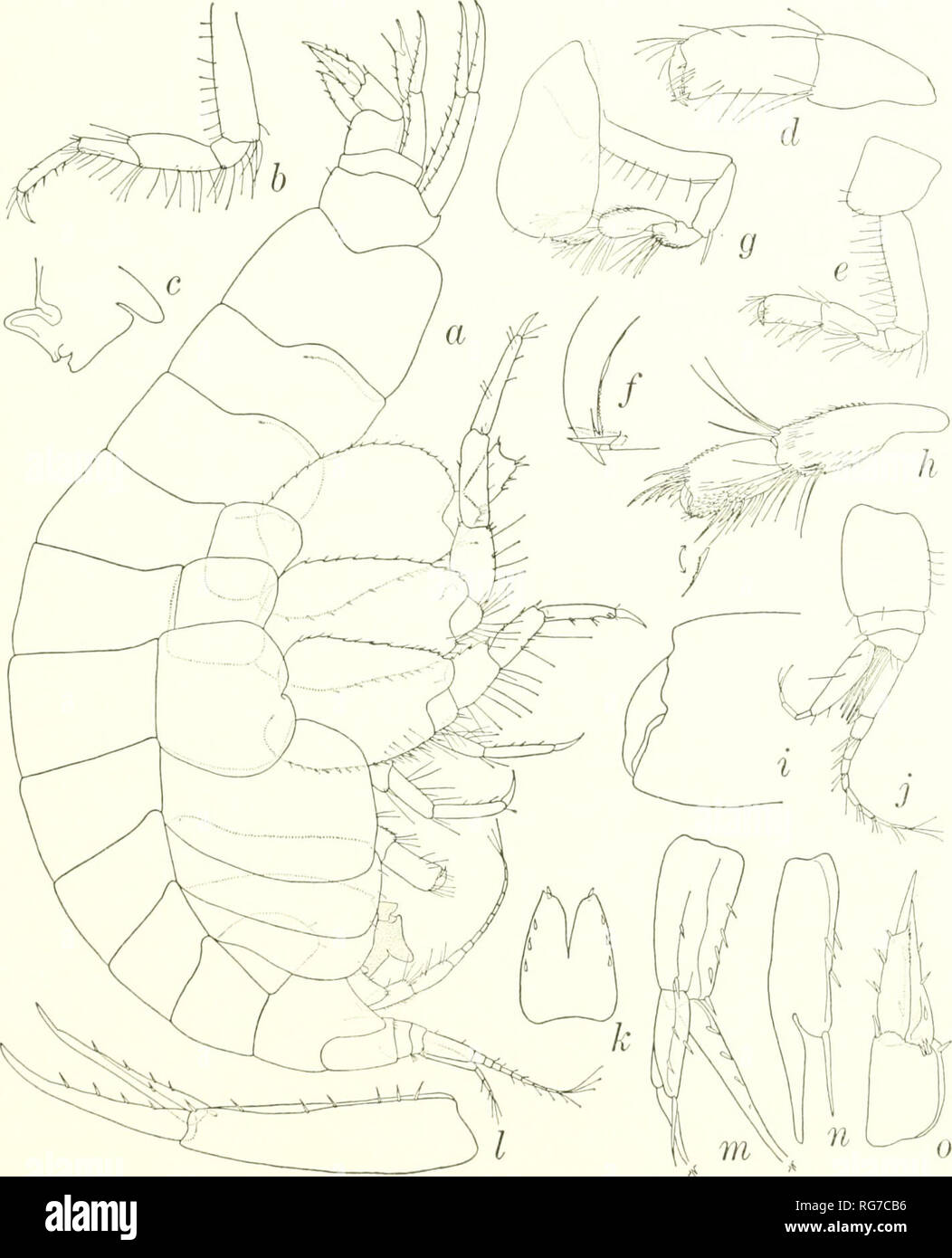 . Bulletin - United States National Museum. Science. GAMMARIDEAN ...