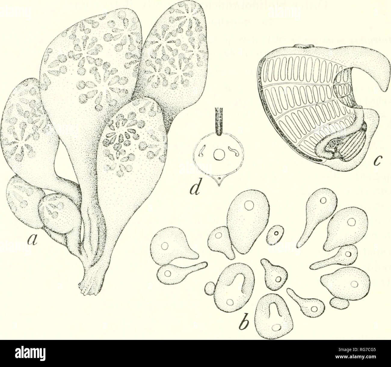 Zooid arrangement hi-res stock photography and images - Alamy