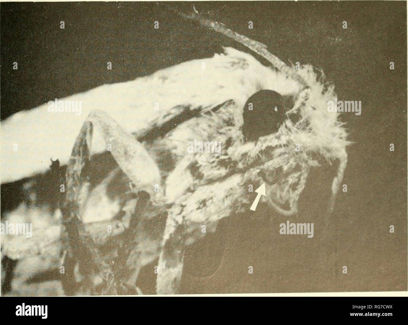 Maxillary galea hi-res stock photography and images - Alamy