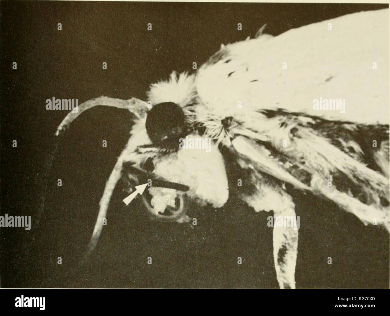 Maxillary galea hi-res stock photography and images - Alamy