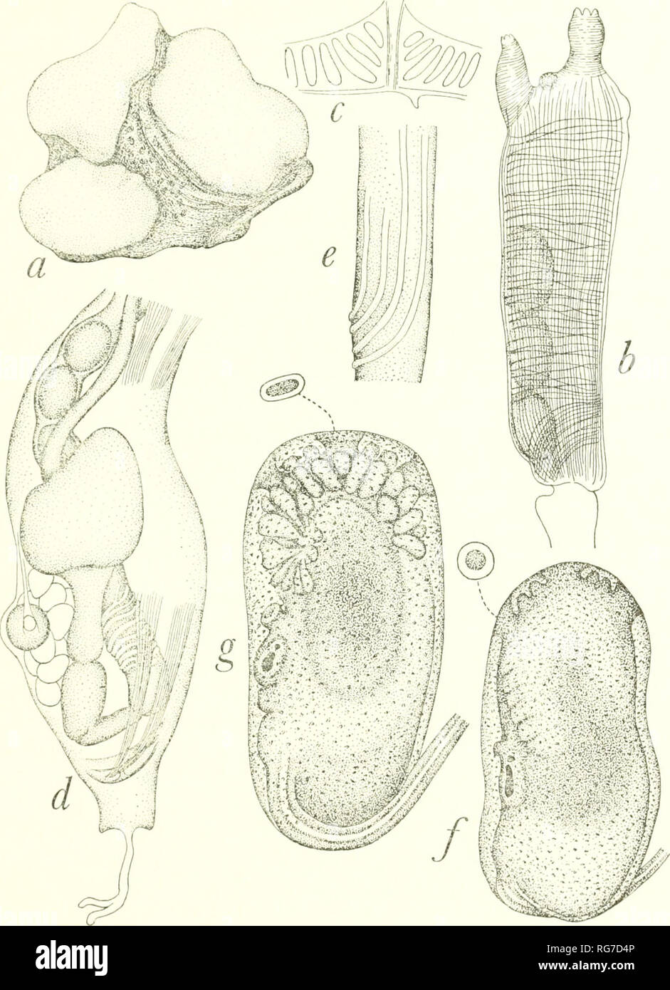 . Bulletin - United States National Museum. Science. PACIFIC TUNICATA ...