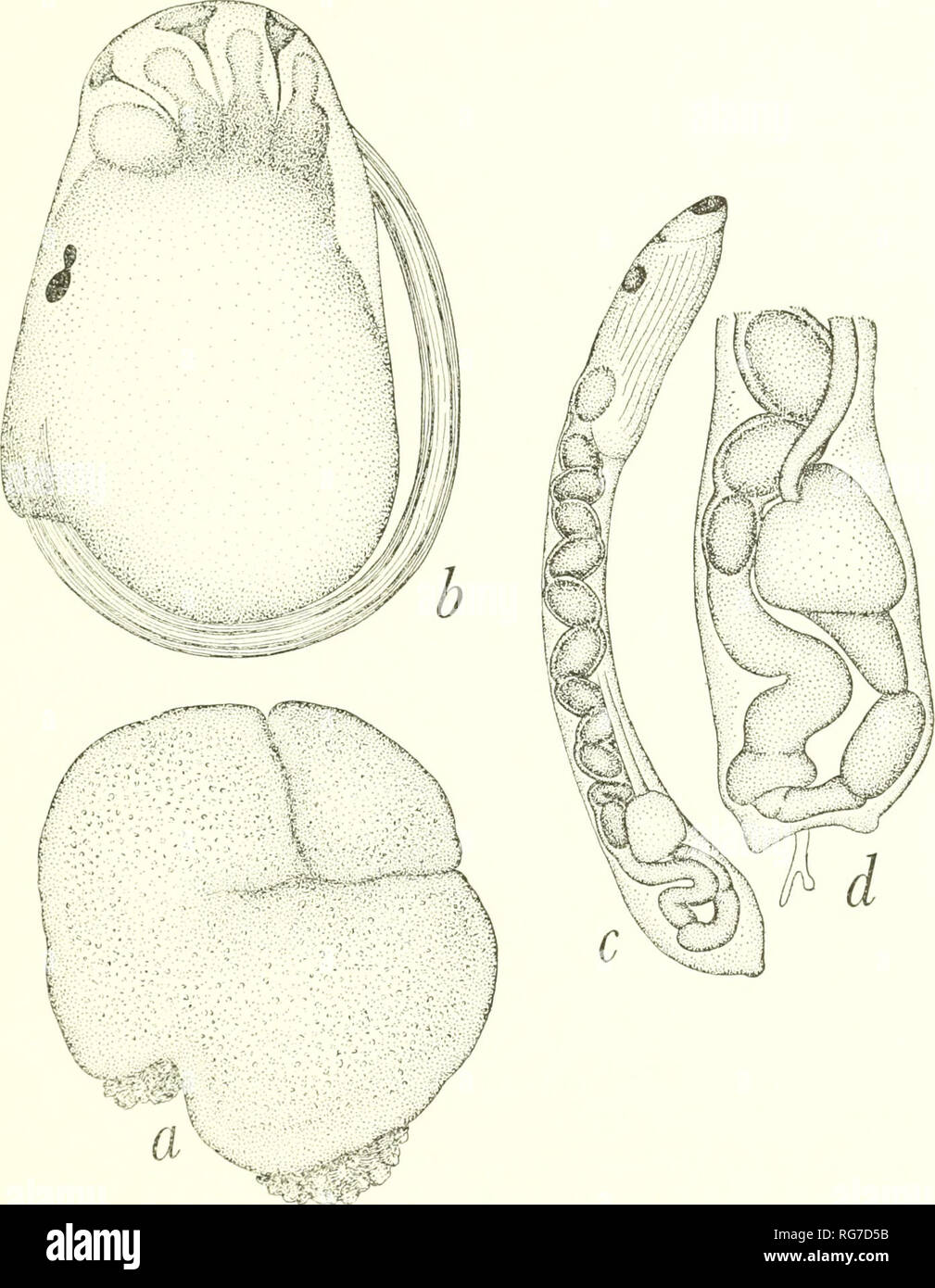 Zooid arrangement hi-res stock photography and images - Alamy