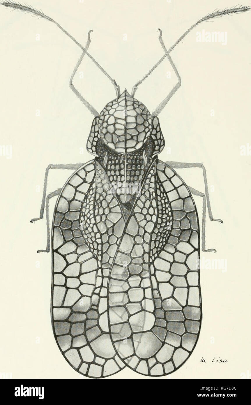 Stephanitis takeyai hi-res stock photography and images - Alamy
