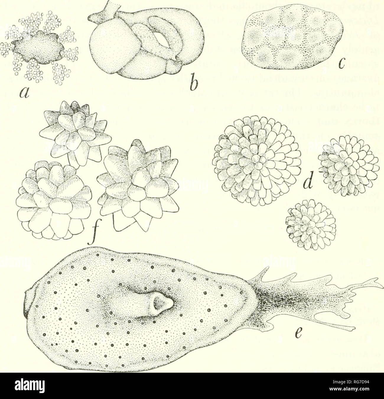 . Bulletin - United States National Museum. Science. 96 UNITED STATES ...