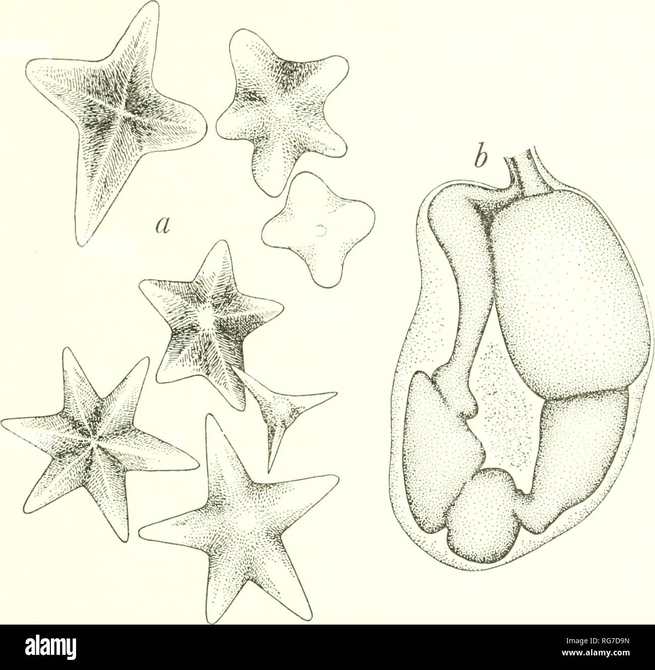 . Bulletin - United States National Museum. Science. PACIFIC TUNICATA ...