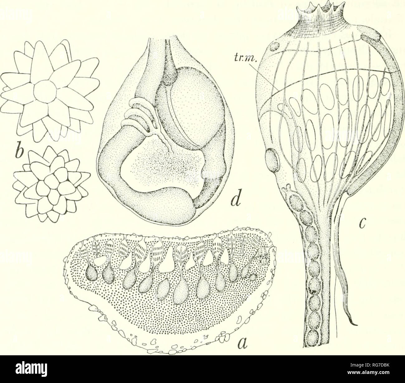 . Bulletin - United States National Museum. Science. 86 UNITED STATES ...