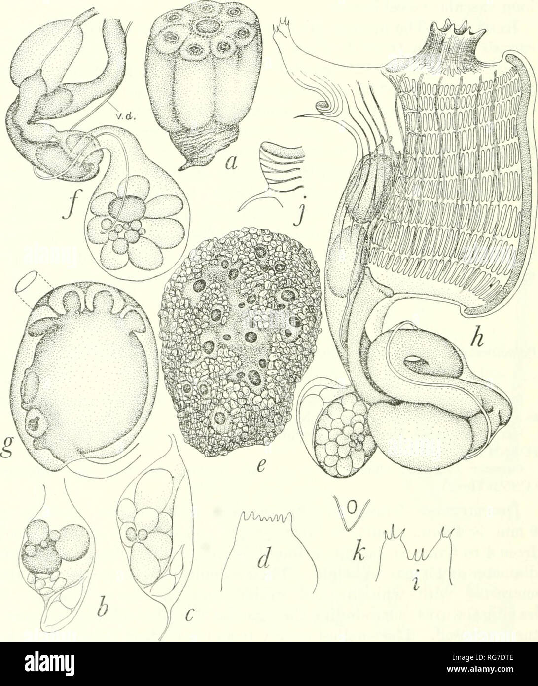 Zooid arrangement hi-res stock photography and images - Alamy