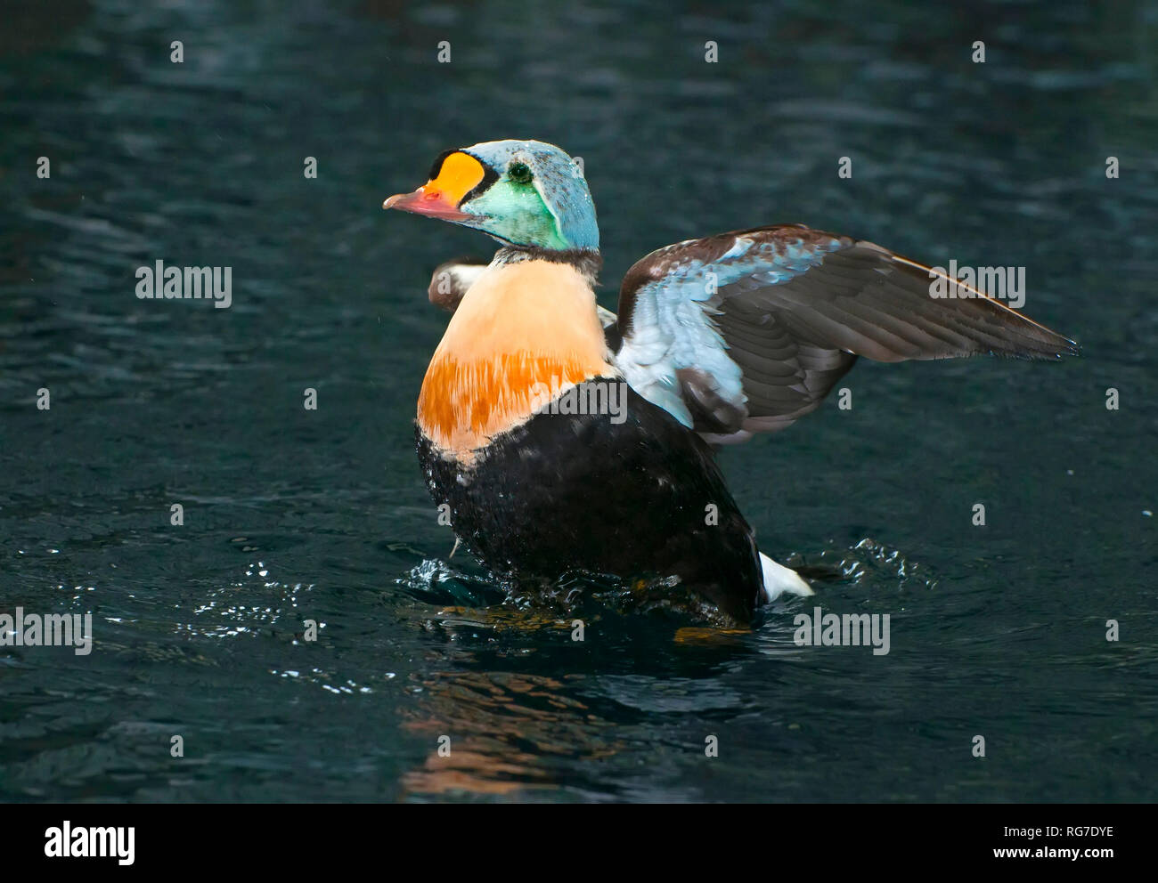 King eider somateria spectabilis male hi-res stock photography and ...