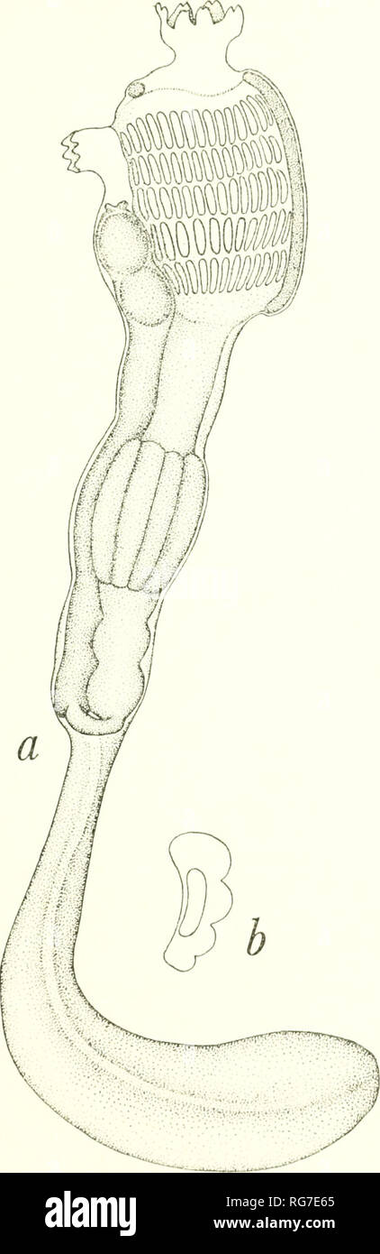 Aplidium sp hi-res stock photography and images - Alamy