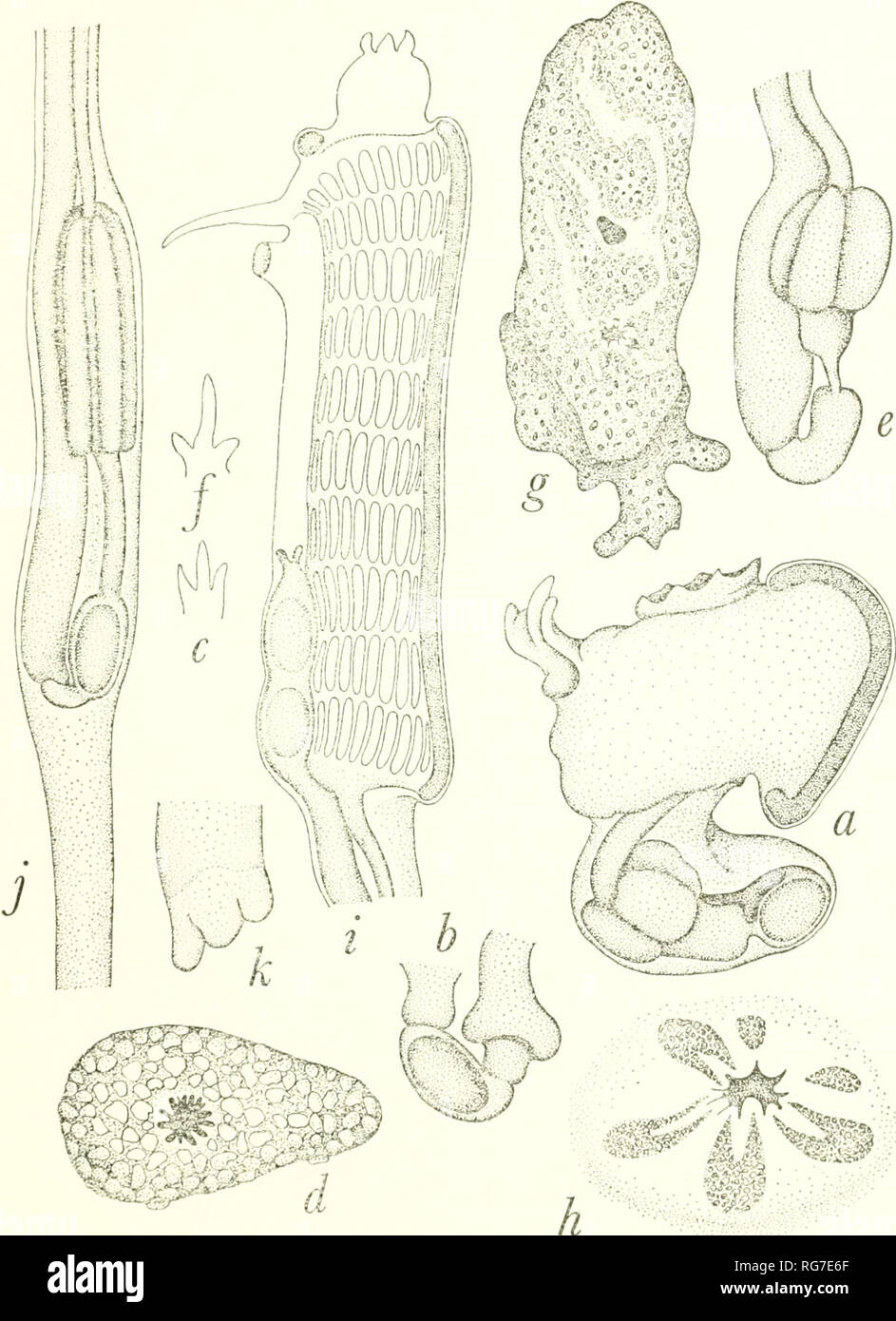 . Bulletin - United States National Museum. Science. PACIFIC TUNICATA ...