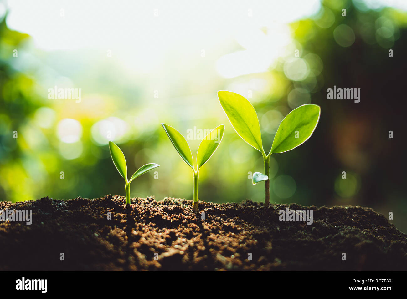 Close-Up Of Fresh Green Plant Growing,Tree Growth Steps In nature And ...