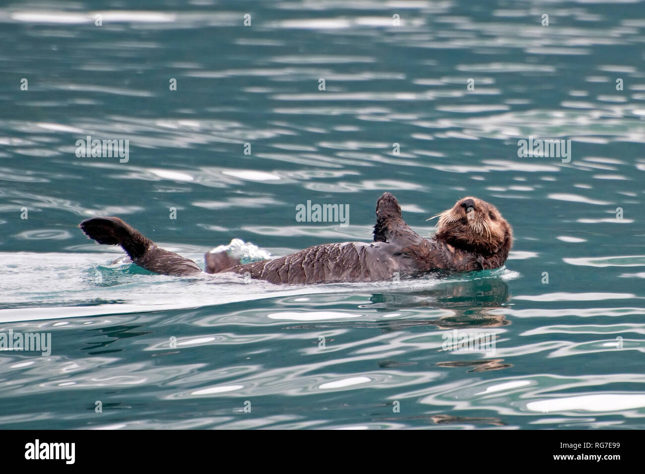 Sea otter float in the Pacific ocean Stock Photo - Alamy