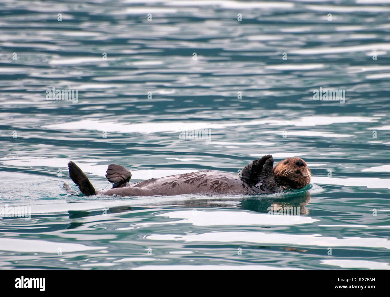 Sea otter float in the Pacific ocean Stock Photo - Alamy