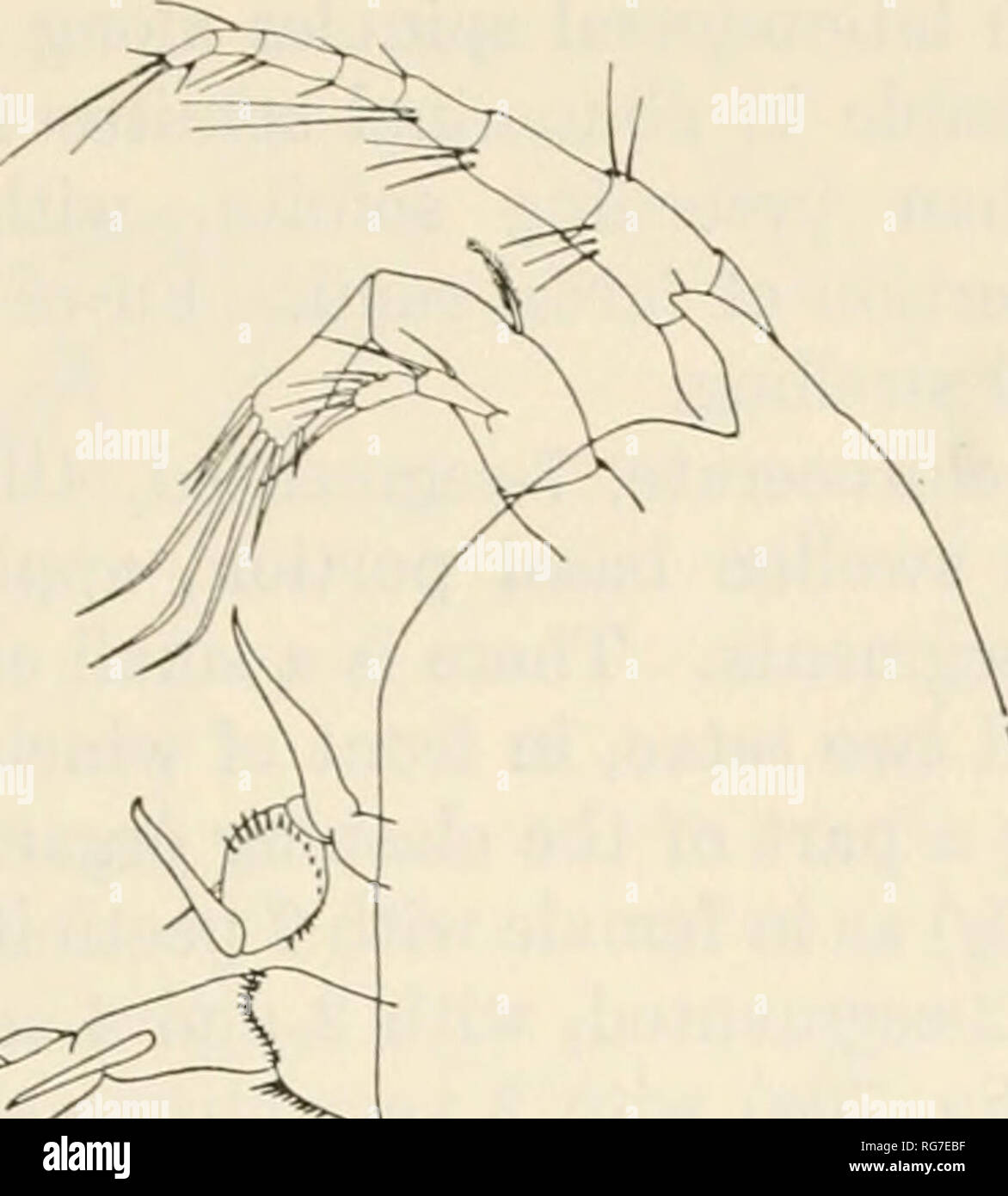 . Bulletin - United States National Museum. Science. COPEPODA FROM ...