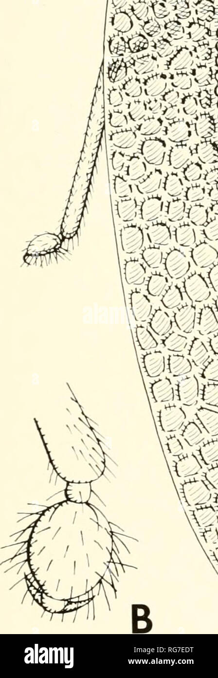 . Bulletin - United States National Museum. Science. pocH >viXBM ...