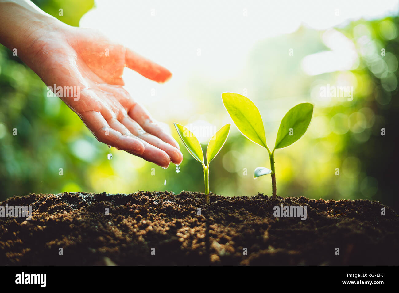 Close-Up Of Fresh Green Plant Growing,Tree Growth Steps In nature And ...