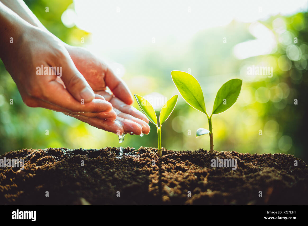 Close-Up Of Fresh Green Plant Growing,Tree Growth Steps In nature And ...