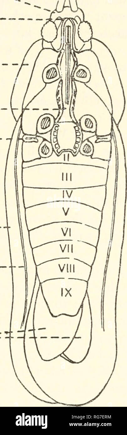 Illudens hi-res stock photography and images - Alamy