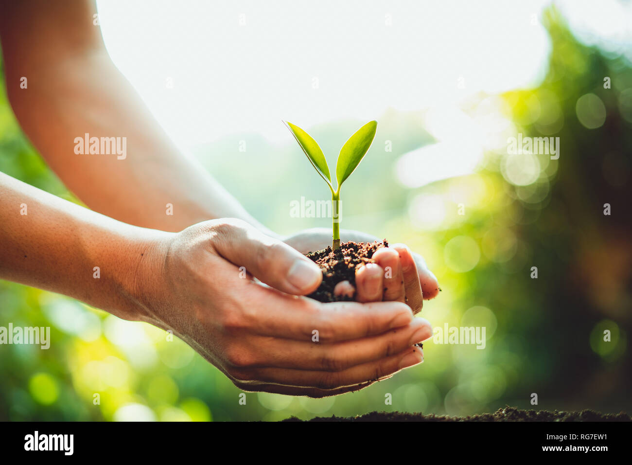Close-Up Of Fresh Green Plant Growing,Tree Growth Steps In nature And ...