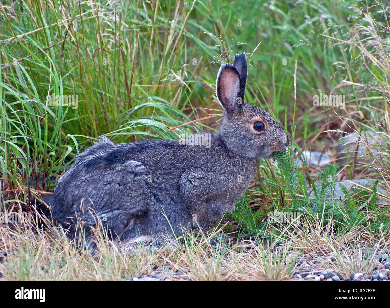 Snowshoe hare camouflage hi-res stock photography and images - Alamy