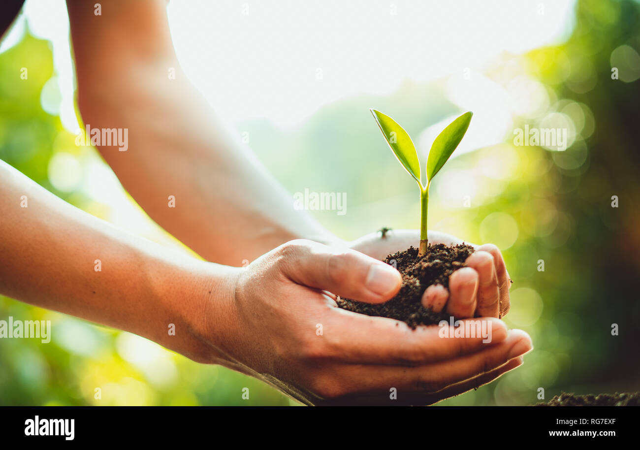 Close-Up Of Fresh Green Plant Growing,Tree Growth Steps In nature And ...