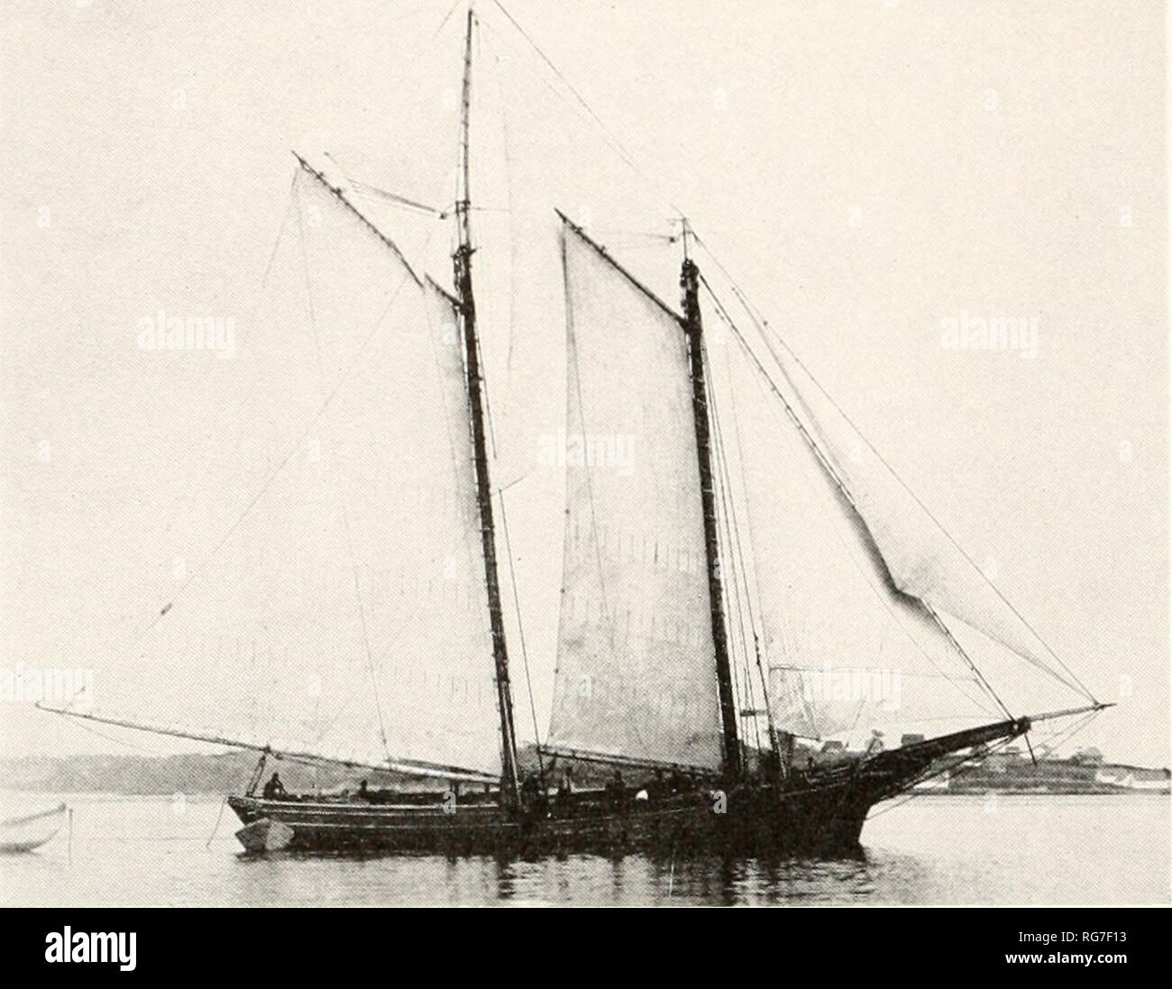 . Bulletin - United States National Museum. Science. Small Mackerel ...