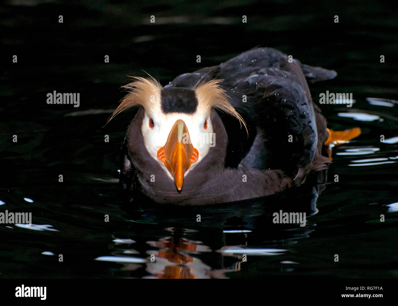 Pacific northwest wildlife hi-res stock photography and images - Alamy