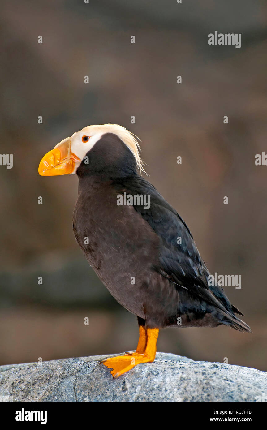 Crested puffin hi-res stock photography and images - Alamy