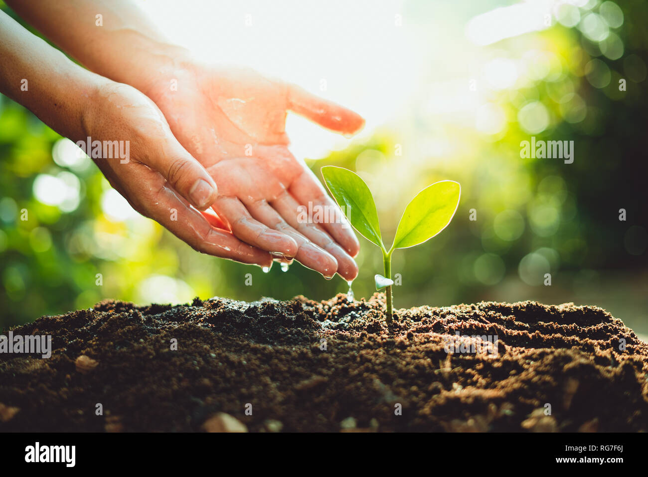 Close-Up Of Fresh Green Plant Growing,Tree Growth Steps In nature And ...