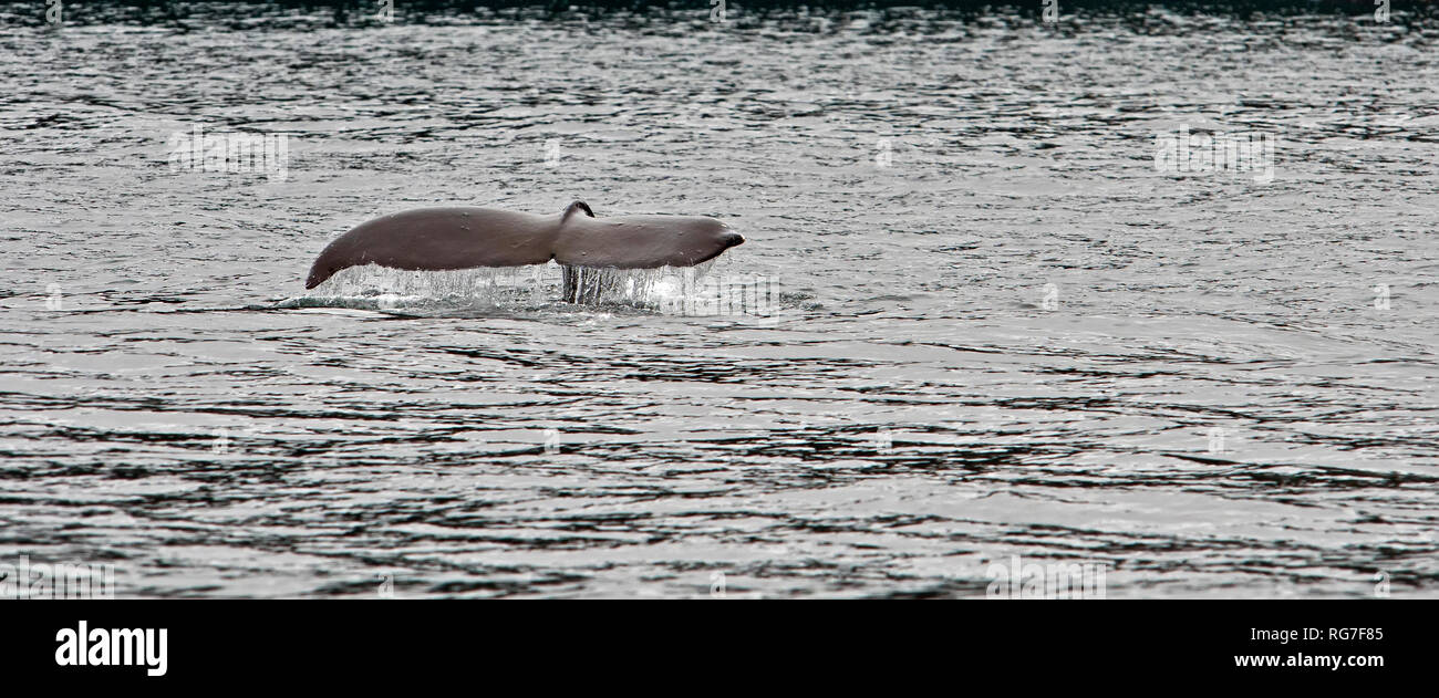 Whale tail splash hi-res stock photography and images - Alamy