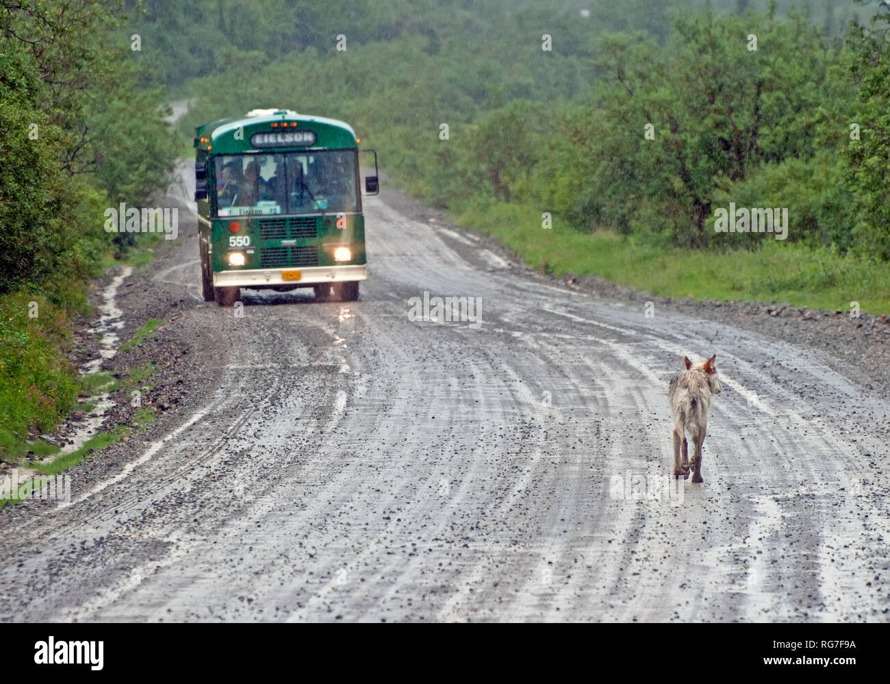 Wolf on Denali park road infront of the park tour bus Stock Photo - Alamy