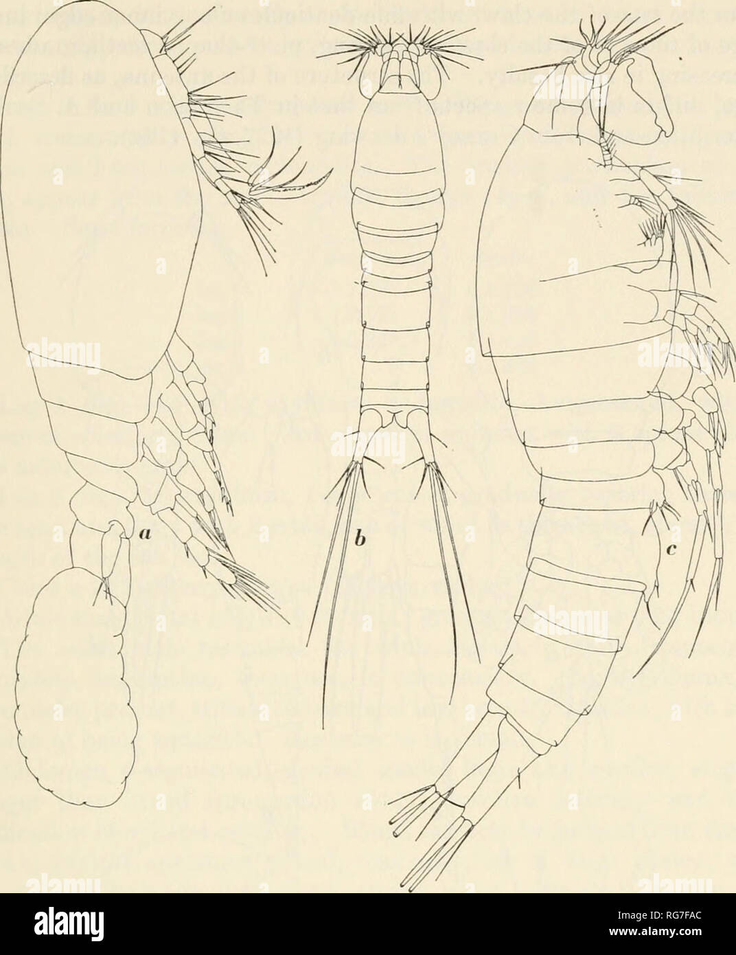 . Bulletin - United States National Museum. Science. COPEPODA FROM ...