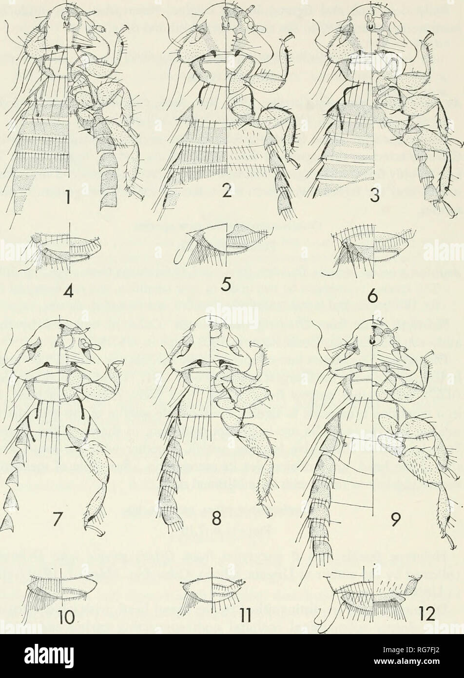 Terminal abdominal segments hi-res stock photography and images - Alamy